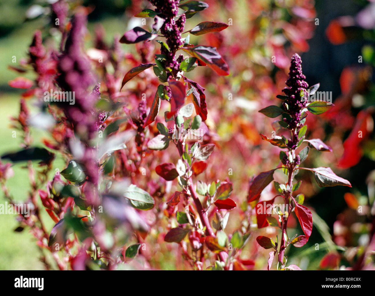 quinoa crop field andean highland altiplano peru Stock Photo - Alamy