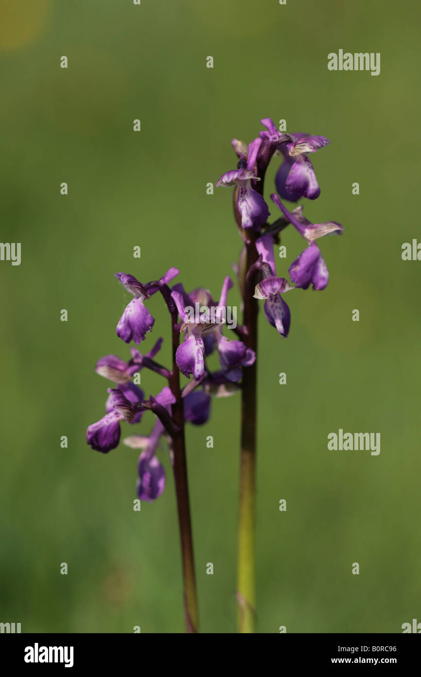 A pair of Green winged orchids Orchis morio Stock Photo - Alamy