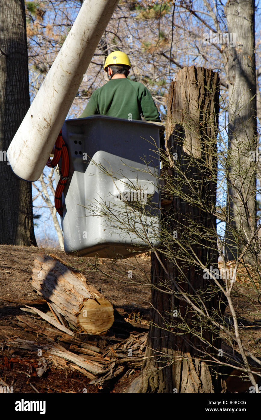 man felling a tree in central park, New York, USA Stock Photo - Alamy
