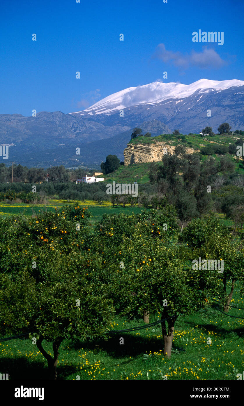 Crete Greece Northern Crete Orange Grove Snow Capped Mountain Stock ...
