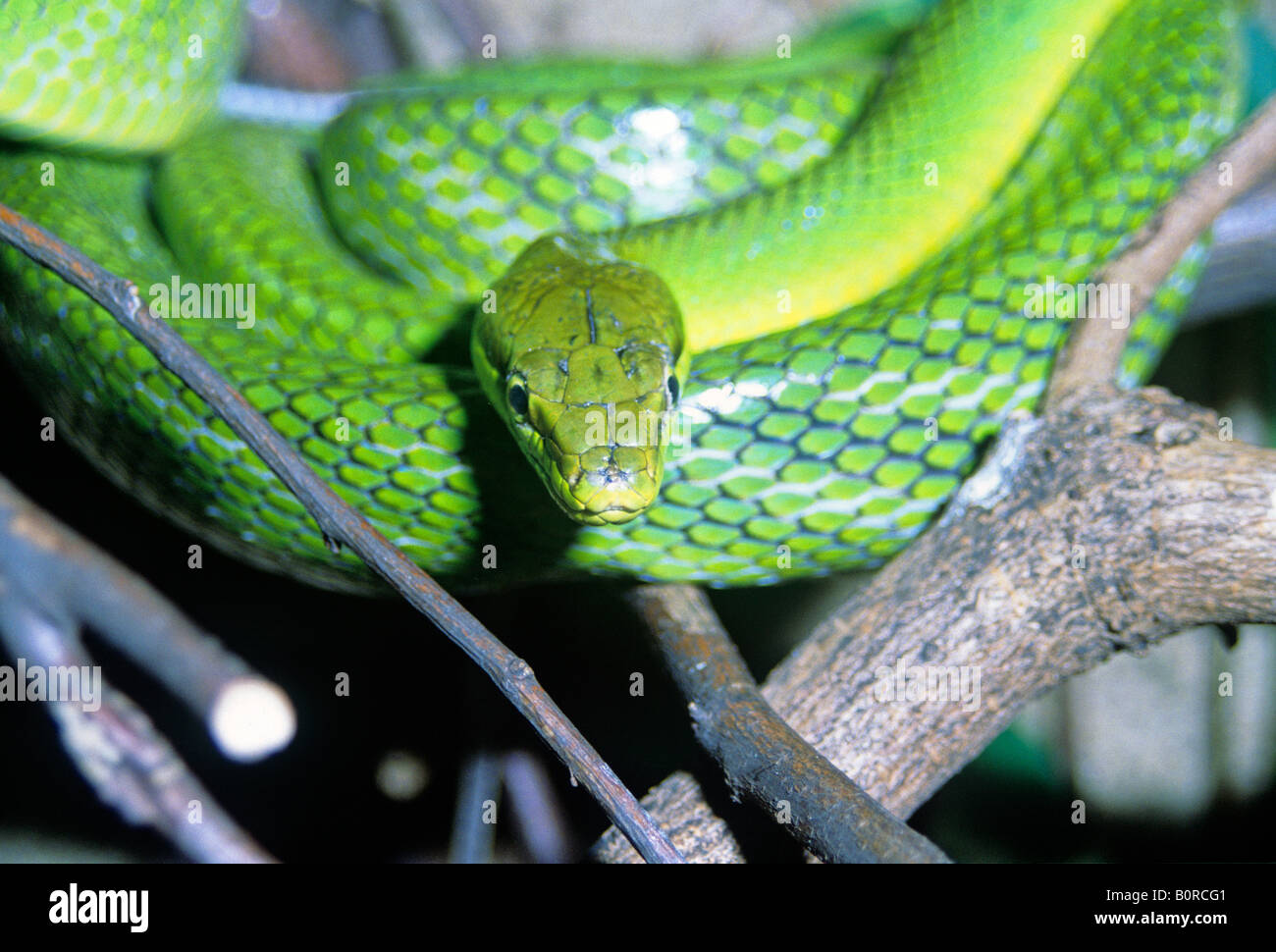 portrait of tree snake in terrarium in zoo Stock Photo - Alamy