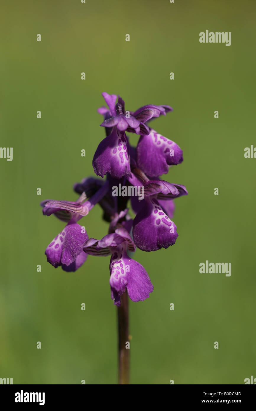 Two flower spikes hi-res stock photography and images - Alamy