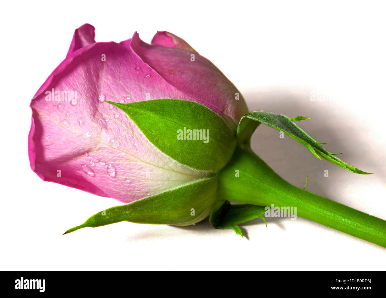 Pink Rose Bud Stock Photo - Alamy
