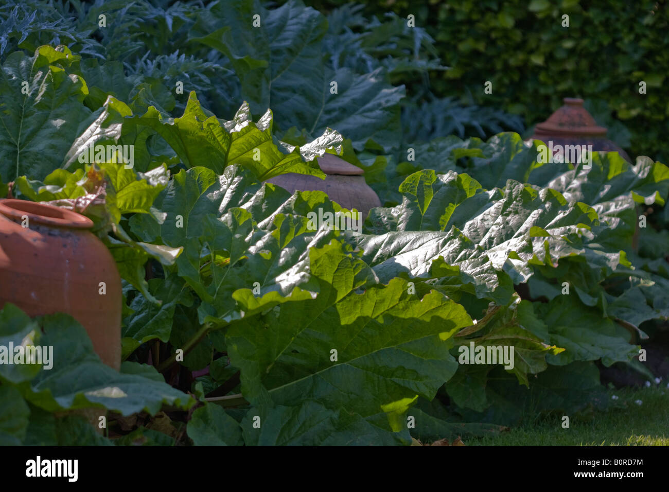 the rhubarb patch Stock Photo - Alamy