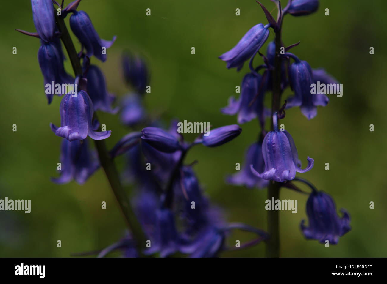 blue 'Blue Bell' Stock Photo - Alamy