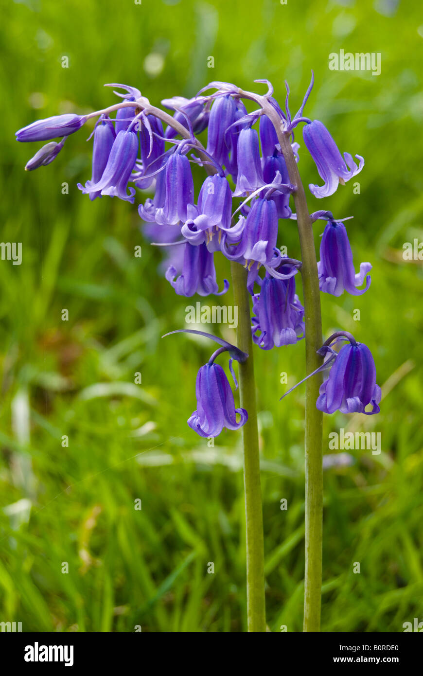 Native bluebells hi-res stock photography and images - Alamy