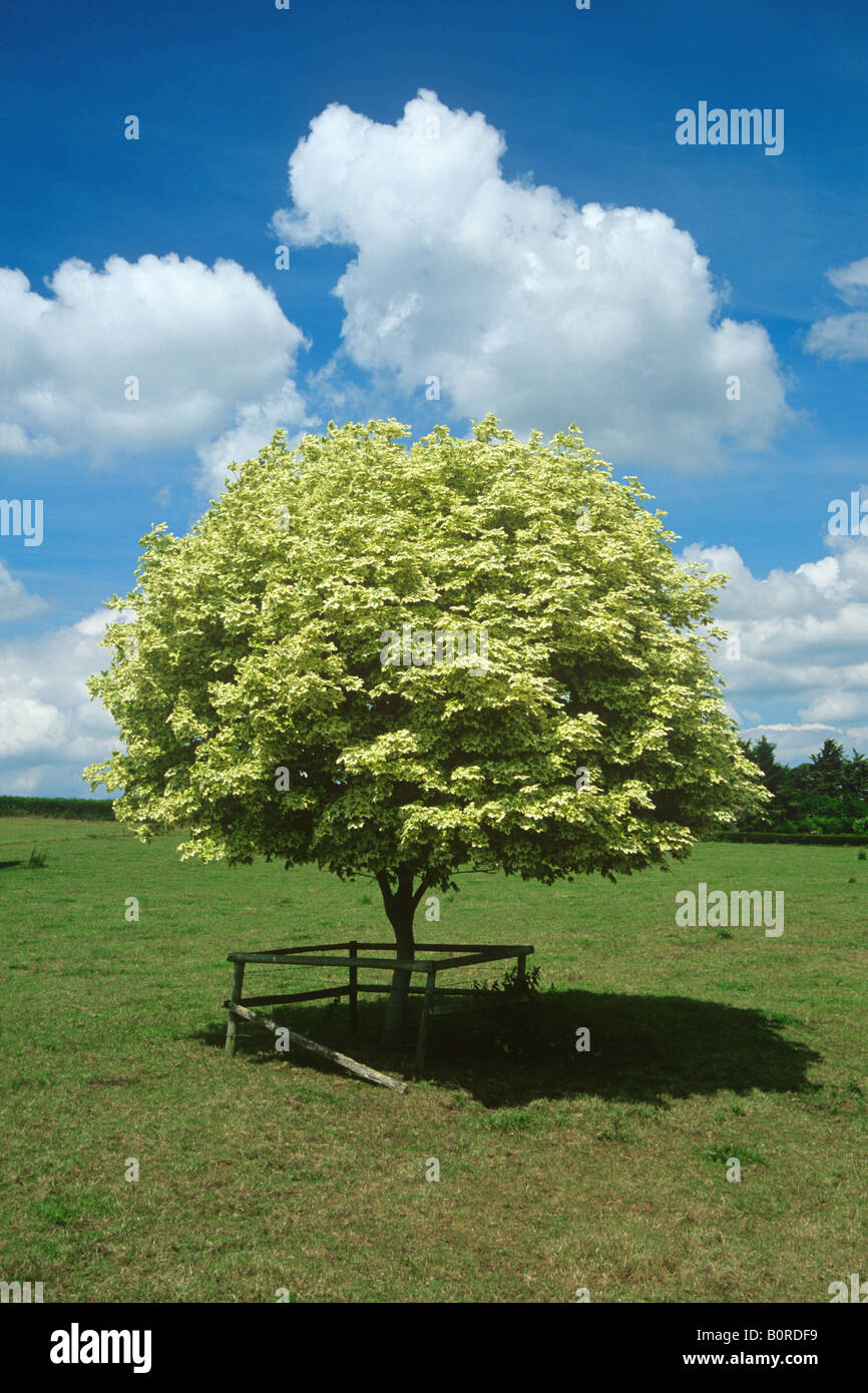 Pruned maple trees hi-res stock photography and images - Alamy