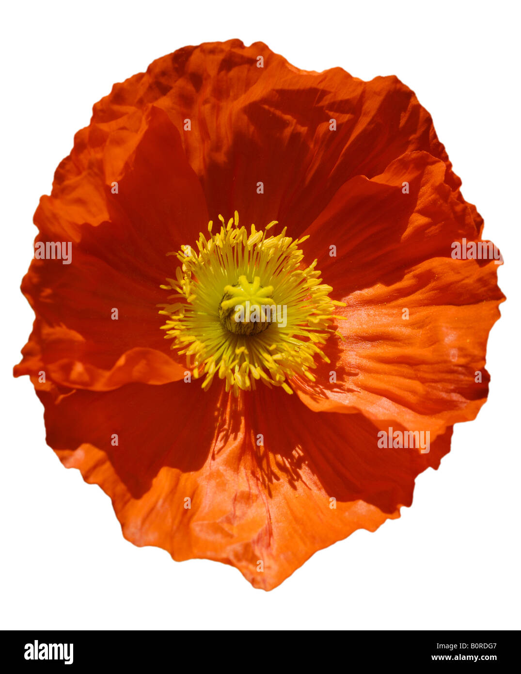 A shining orange poppy isolated Stock Photo - Alamy