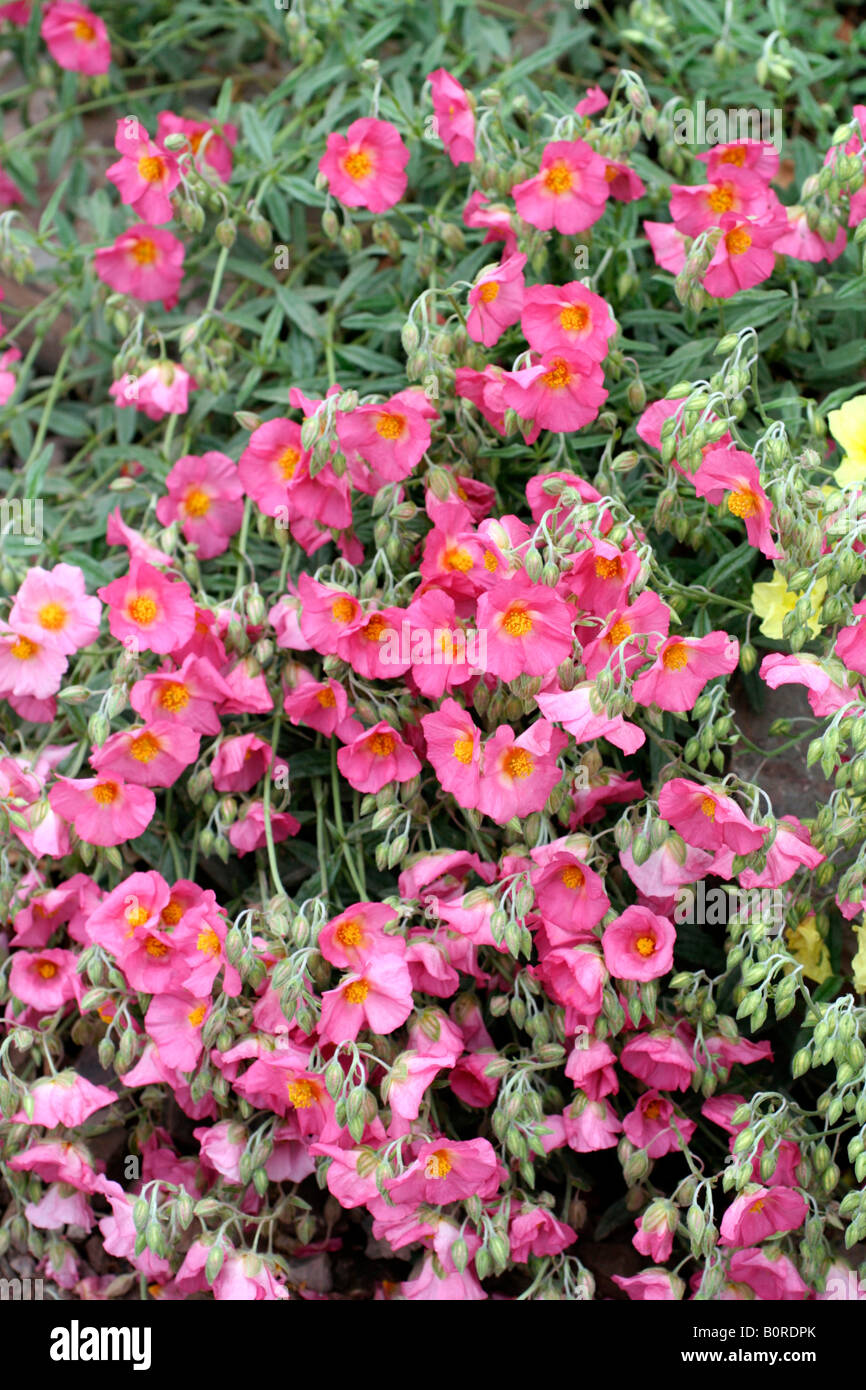 Georgeham hi-res stock photography and images - Alamy