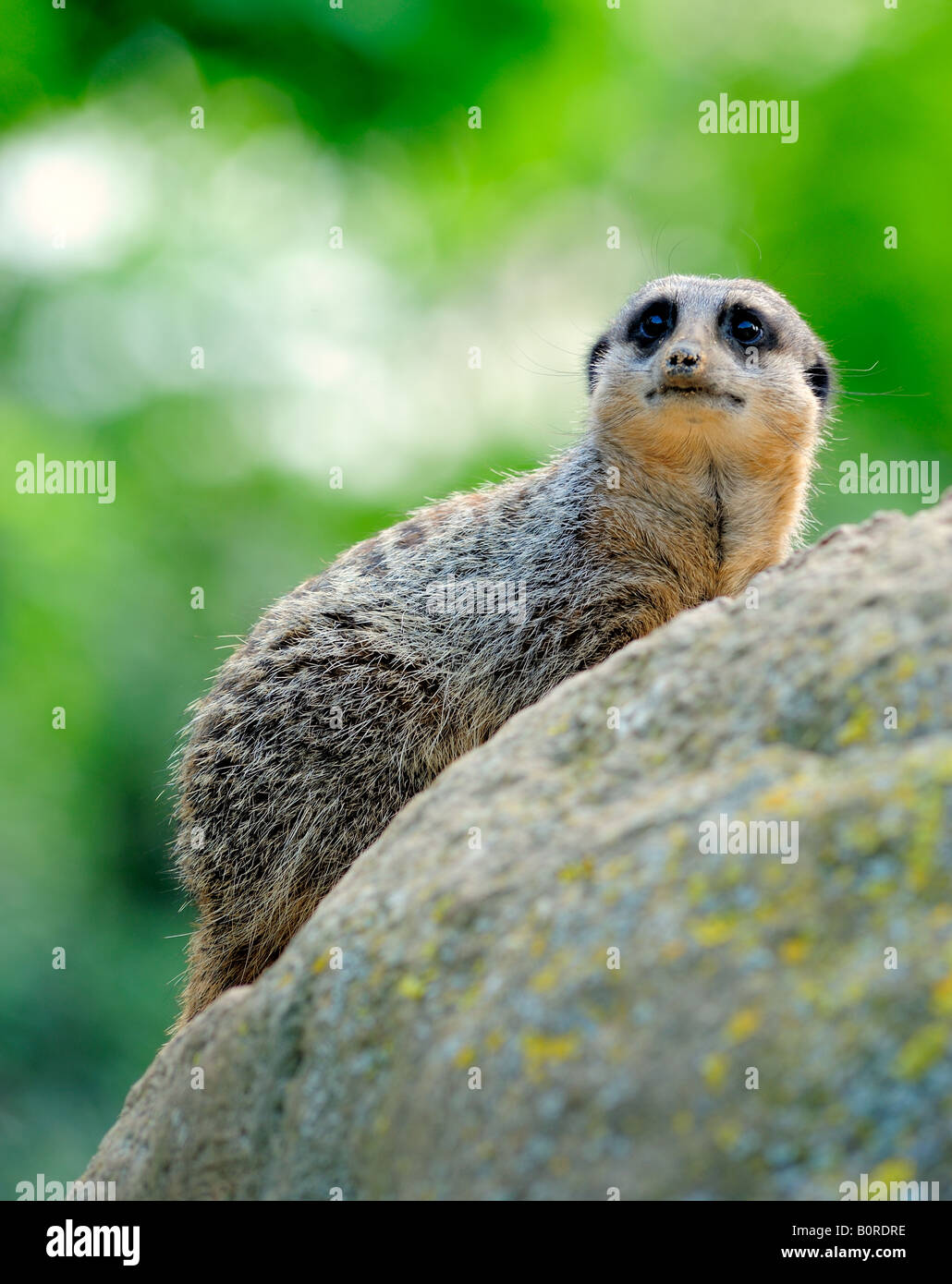 Cat evolution hi-res stock photography and images - Alamy