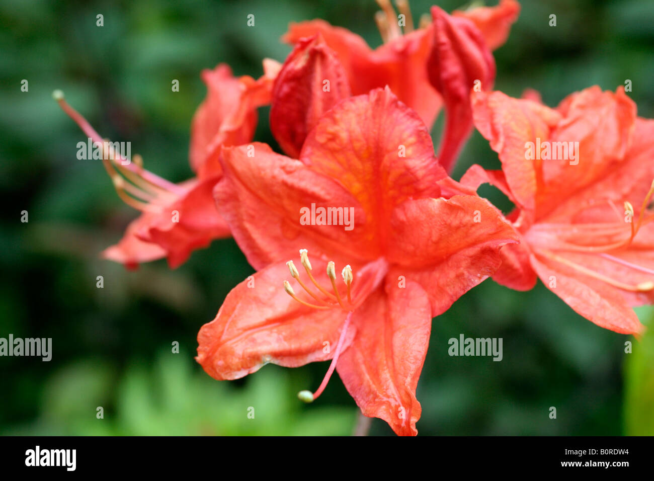 RHODODENDRON BALZAC DECIDUOUS AZALEA Stock Photo - Alamy