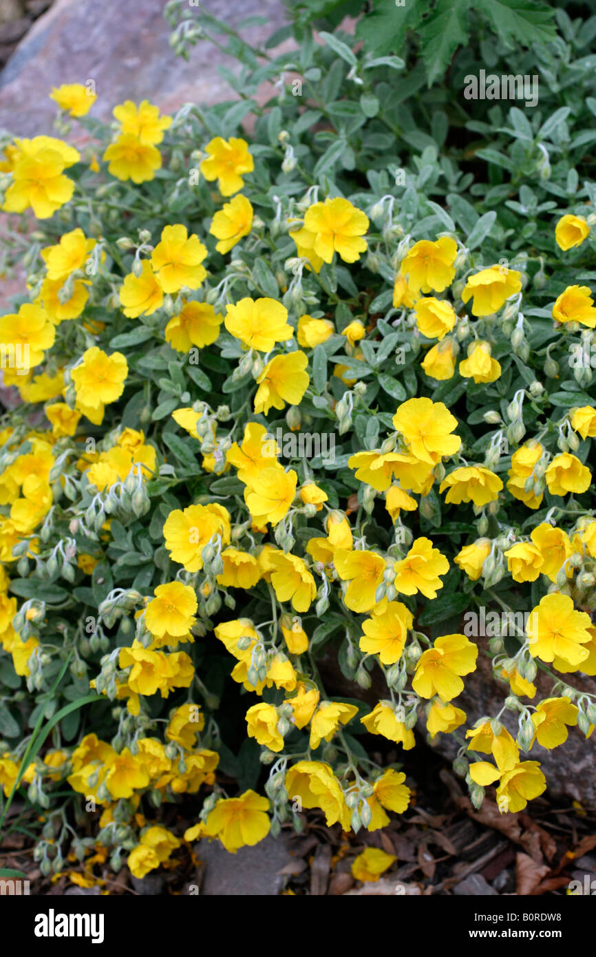 HELIANTHEMUM SAINT JOHN S COLLEGE YELLOW Stock Photo - Alamy
