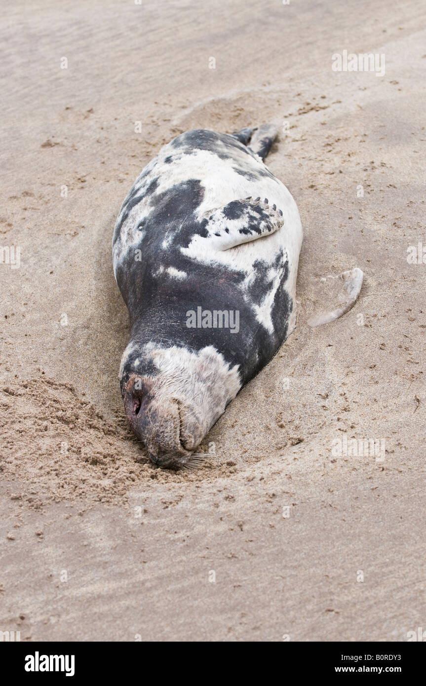 Seal dead hi-res stock photography and images - Alamy
