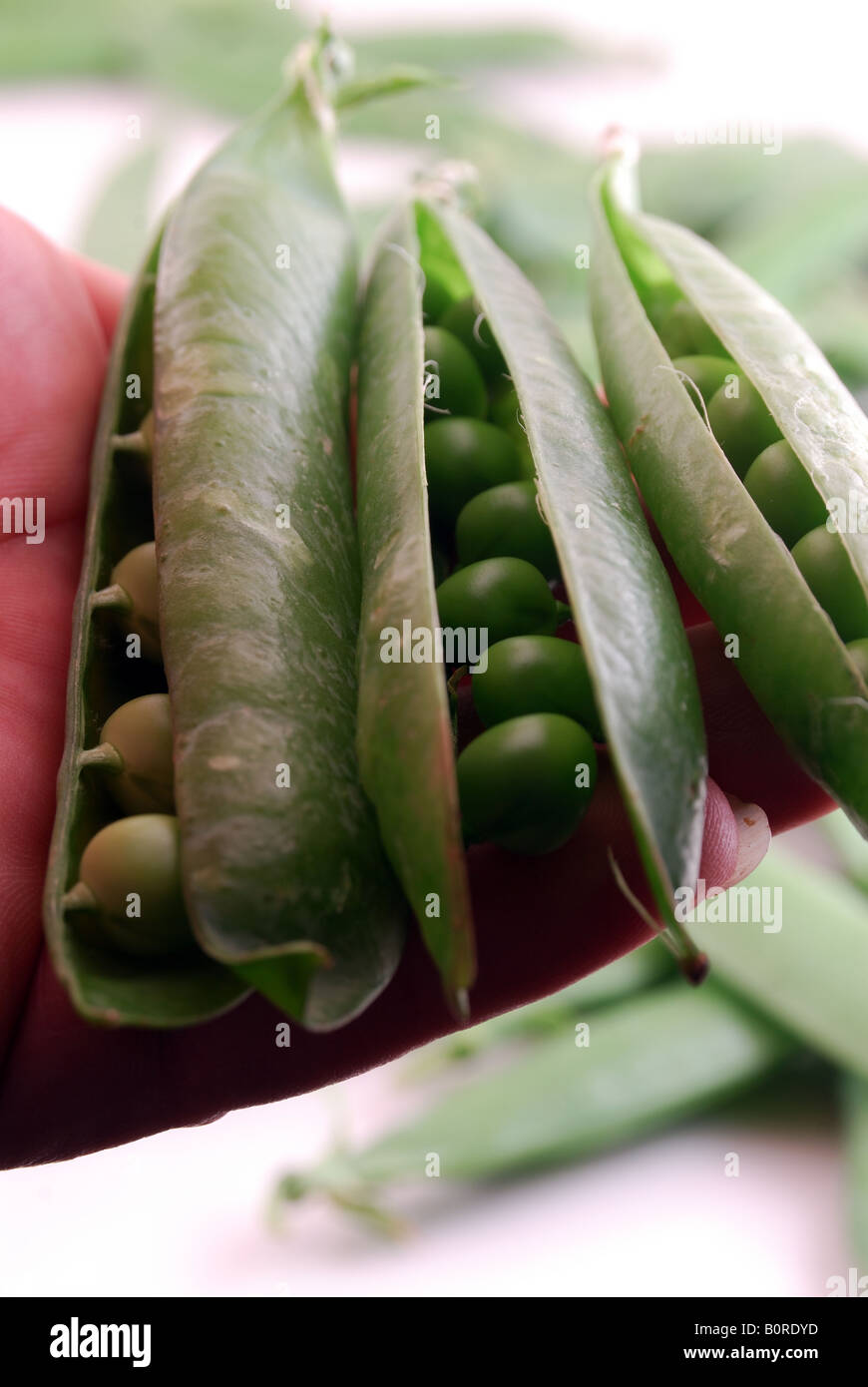 round green seed eating as vegetable Stock Photo - Alamy