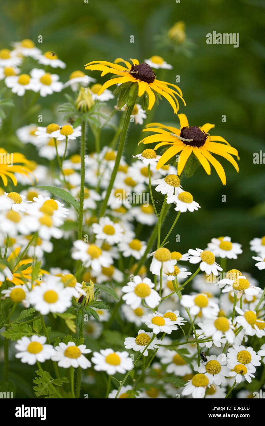 yellow black eyed susan flower with small white daisy in garden Stock ...
