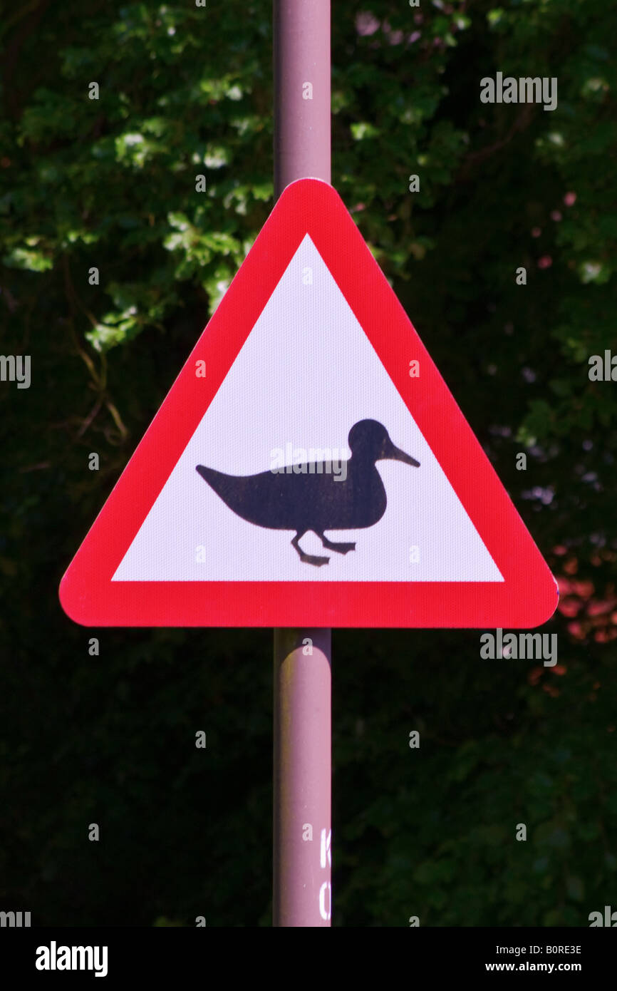 Warning ducks road sign, portrait photograph Stock Photo - Alamy