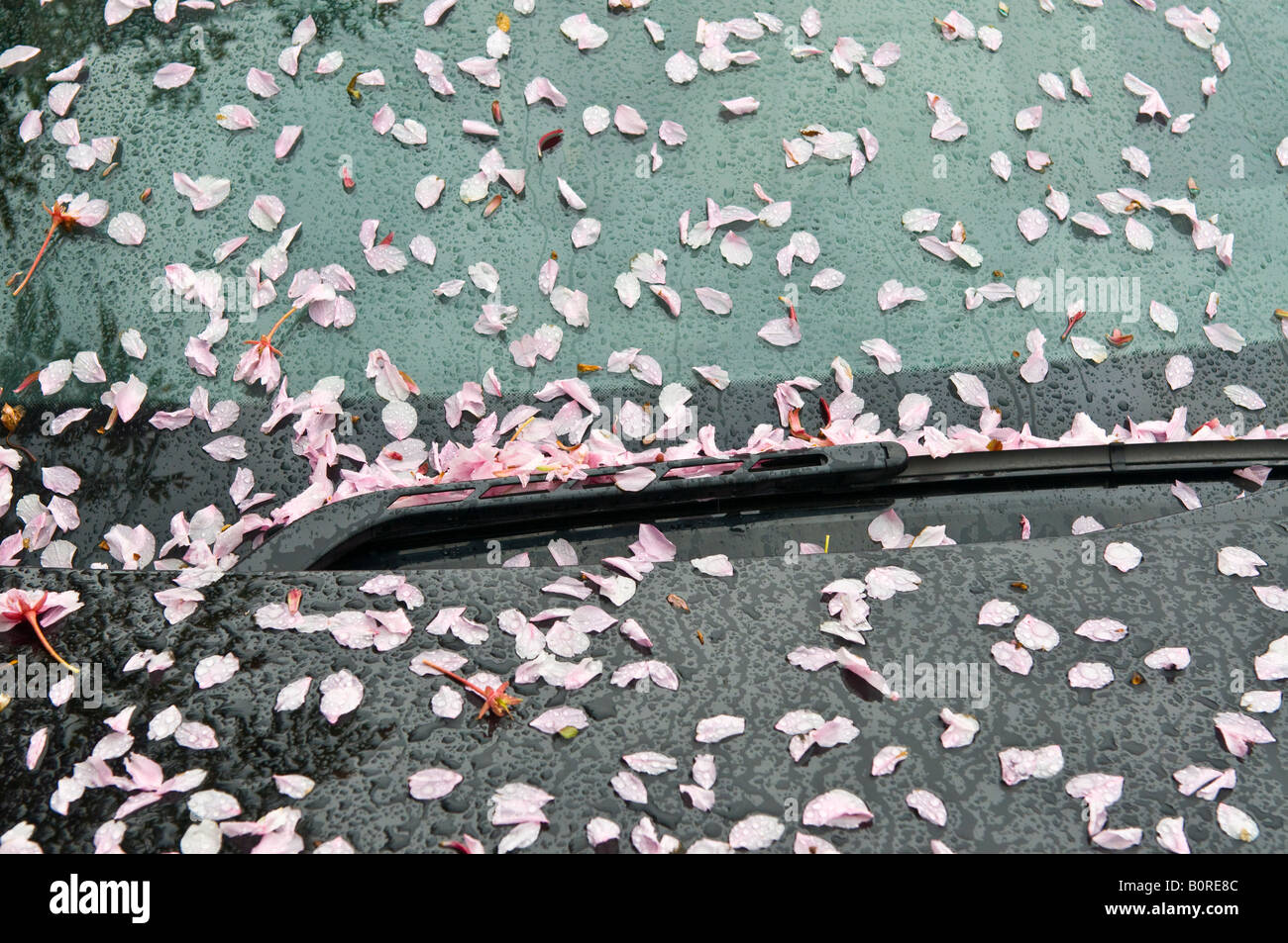Car covered in cherry blossom on a rainy day Stock Photo - Alamy