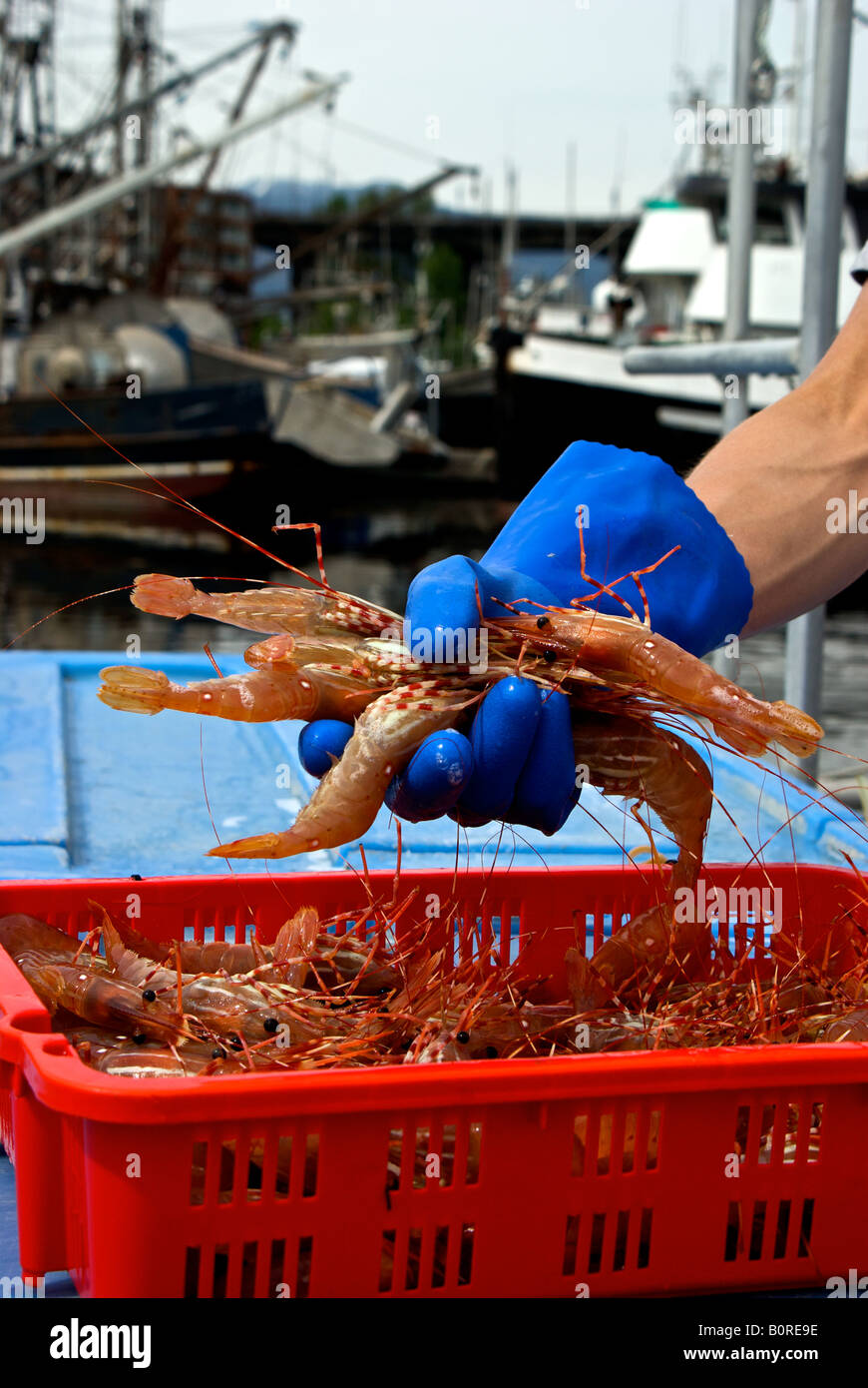 Spot prawn hi-res stock photography and images - Alamy
