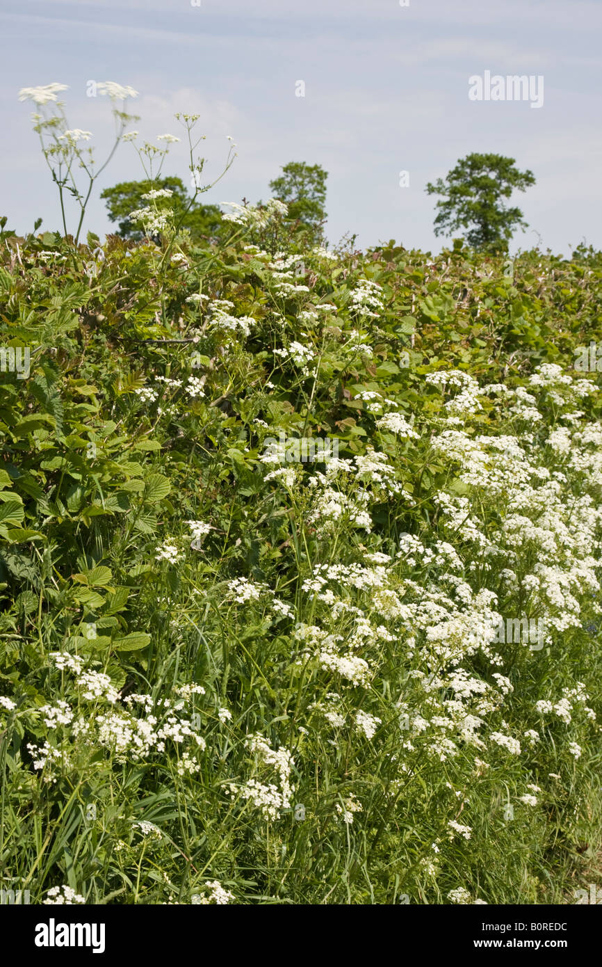 British hedgerow flowers Stock Photo - Alamy