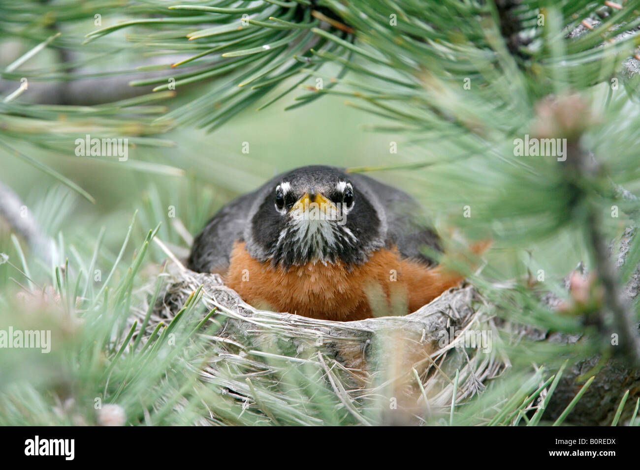 American Robin on Nest Stock Photo - Alamy