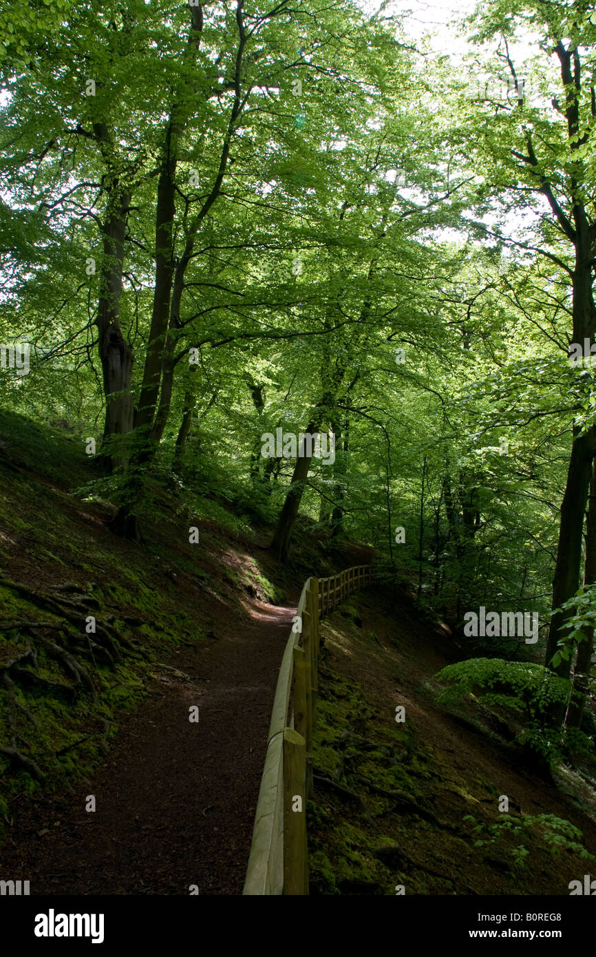 Path through Beech Trees at Rectory Woods, Church Stretton, Shropshire ...