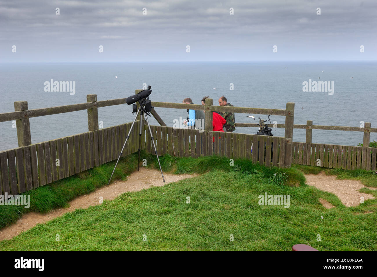 Bempton cliff viewing point hi-res stock photography and images - Alamy
