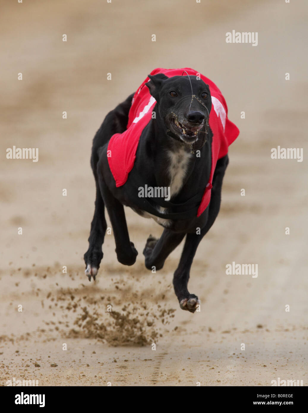 Greyhound dog racing Stock Photo - Alamy