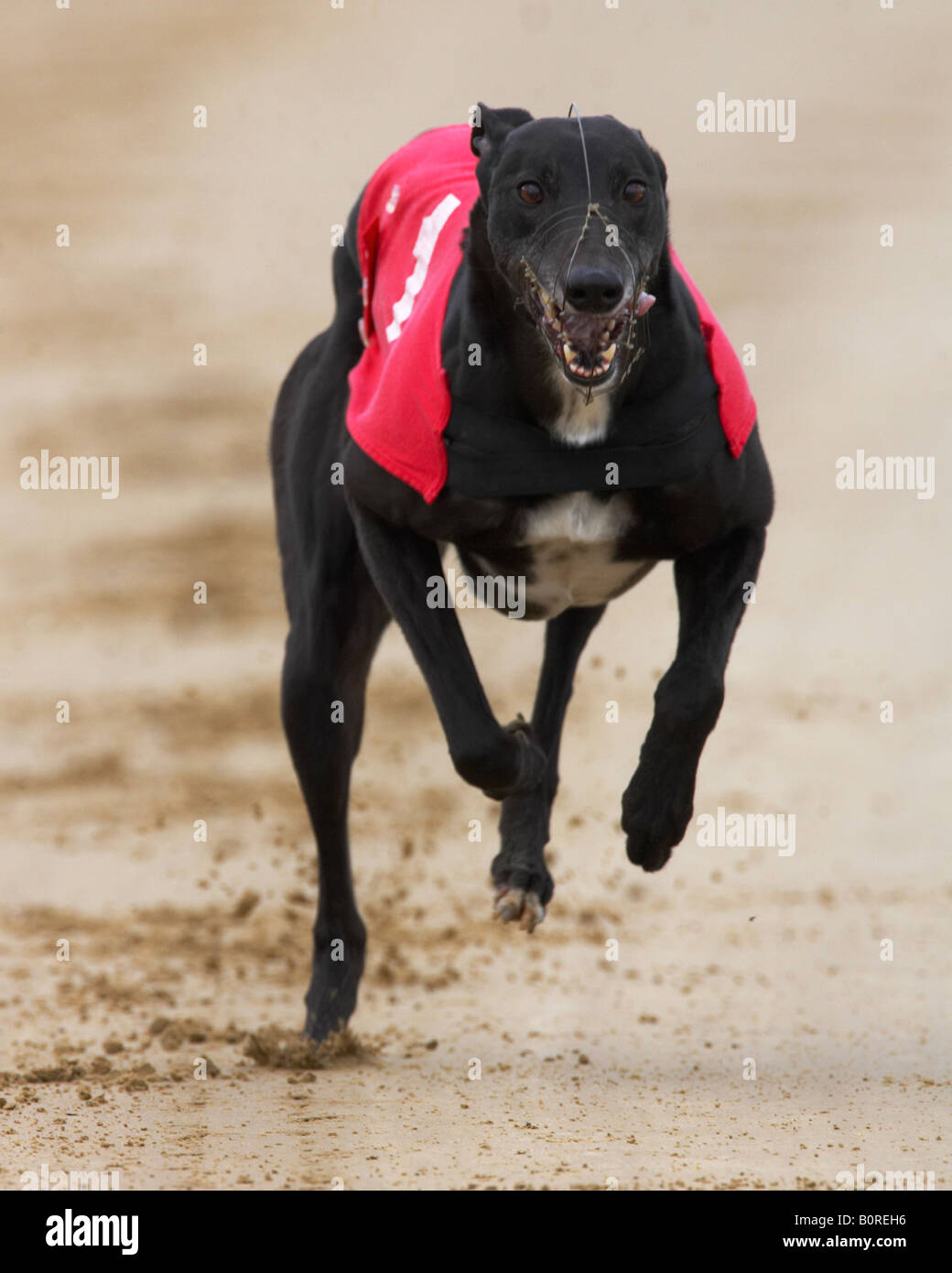 Greyhound dog racing Stock Photo - Alamy