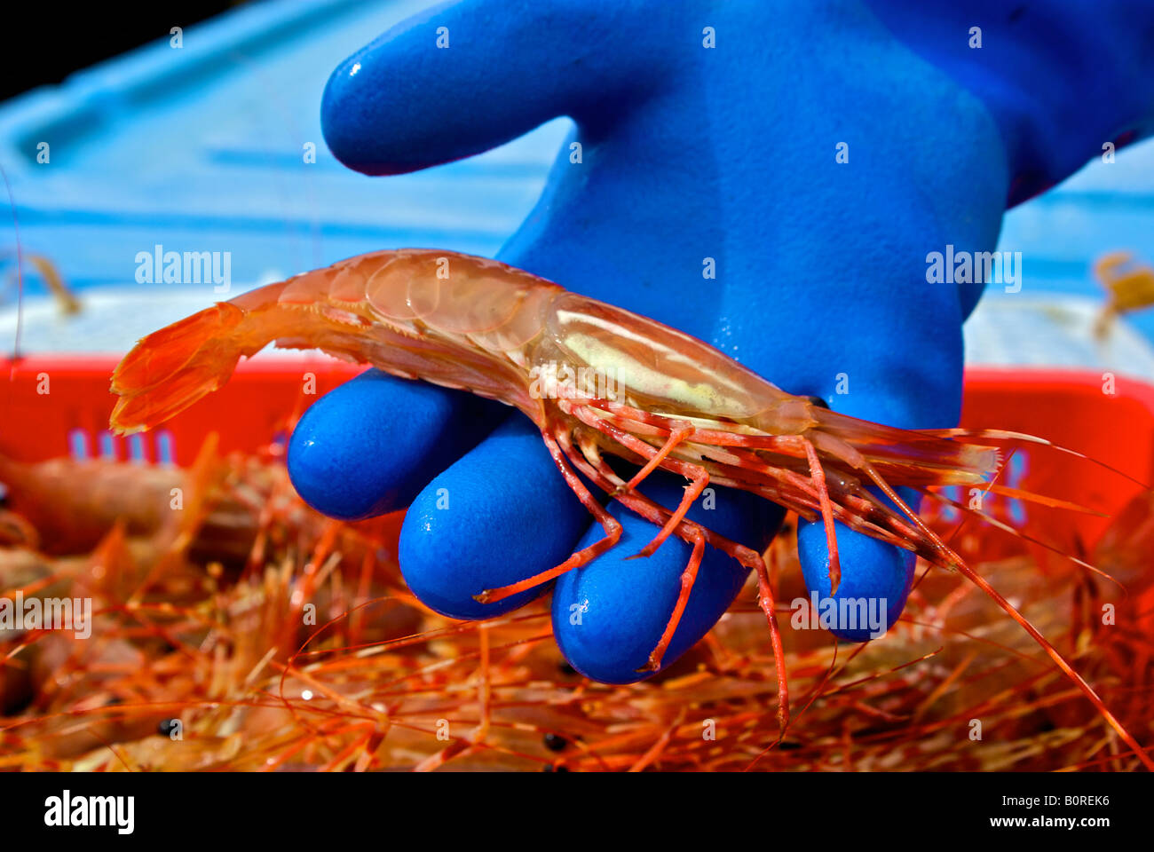 A big live spot prawn from the commercial fish dock at the entrance to ...