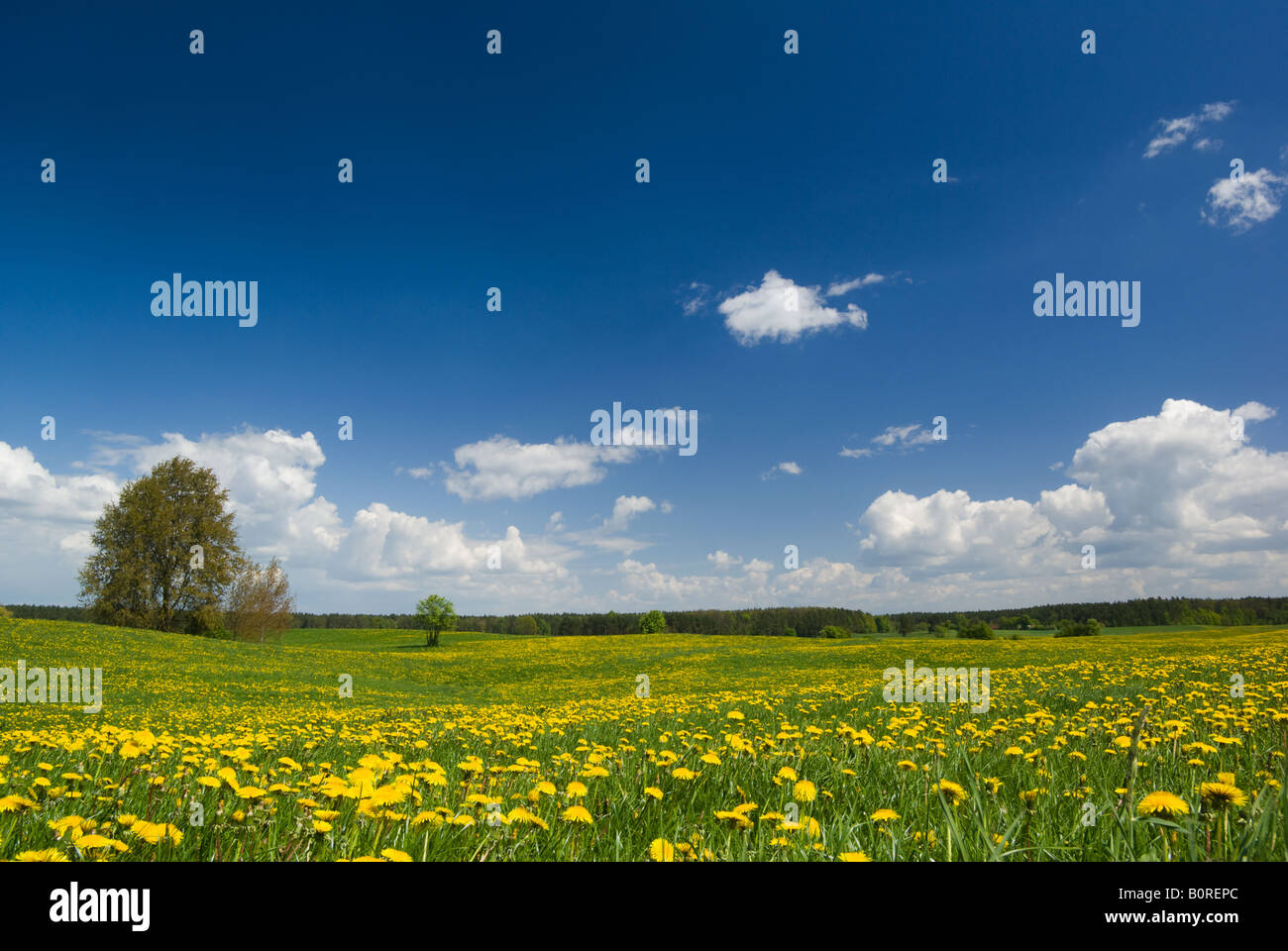 Spring landscape - dandelions fields and sunny weather Stock Photo - Alamy