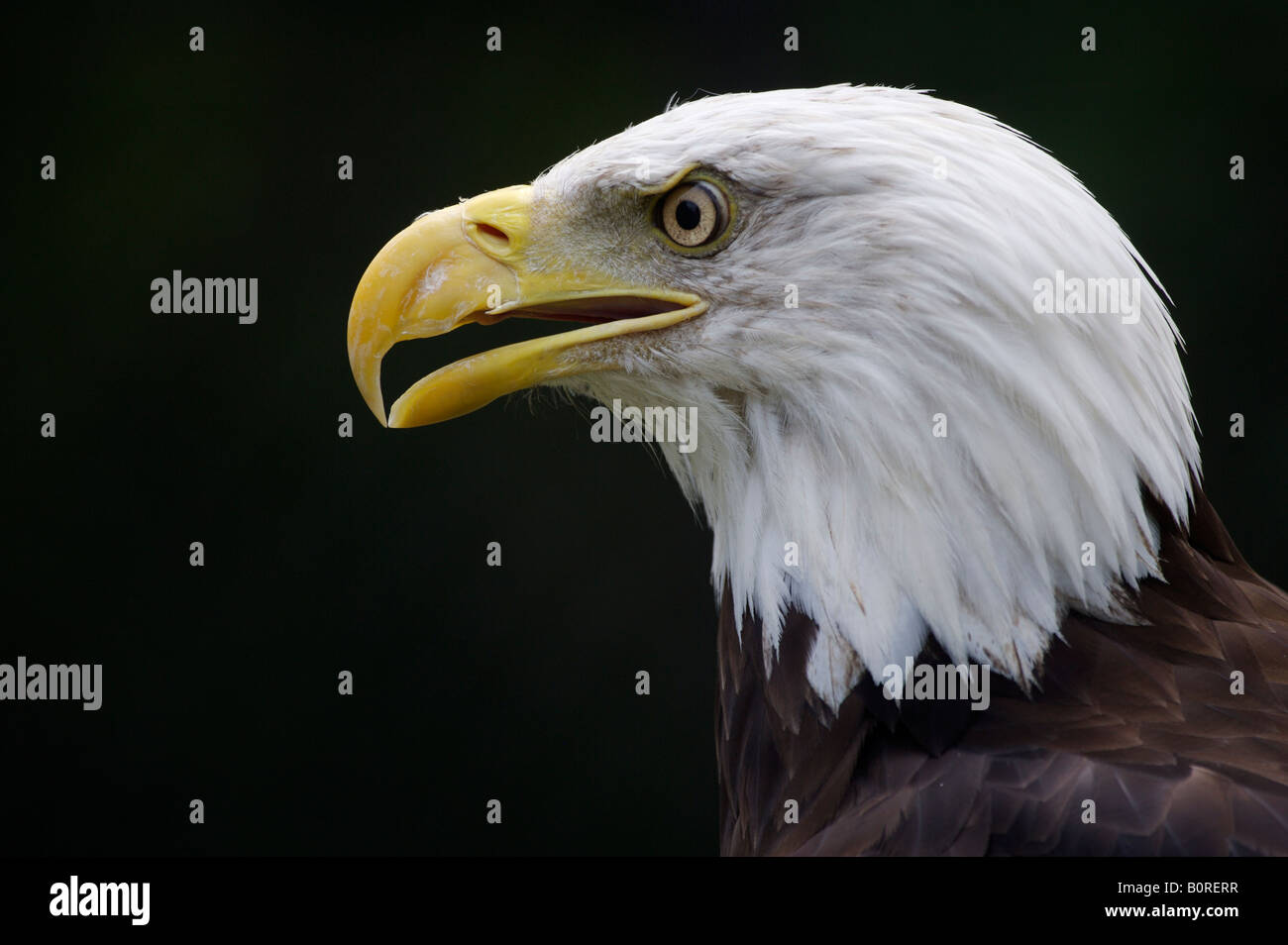 Bald Eagle Portrait Stock Photo - Alamy