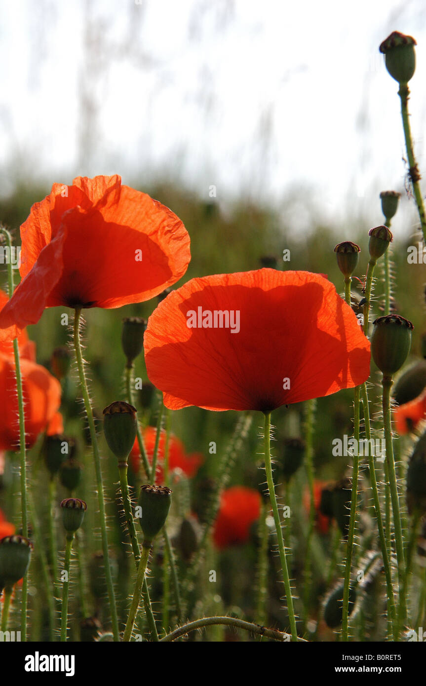 Poppies in a cornfield Stock Photo - Alamy