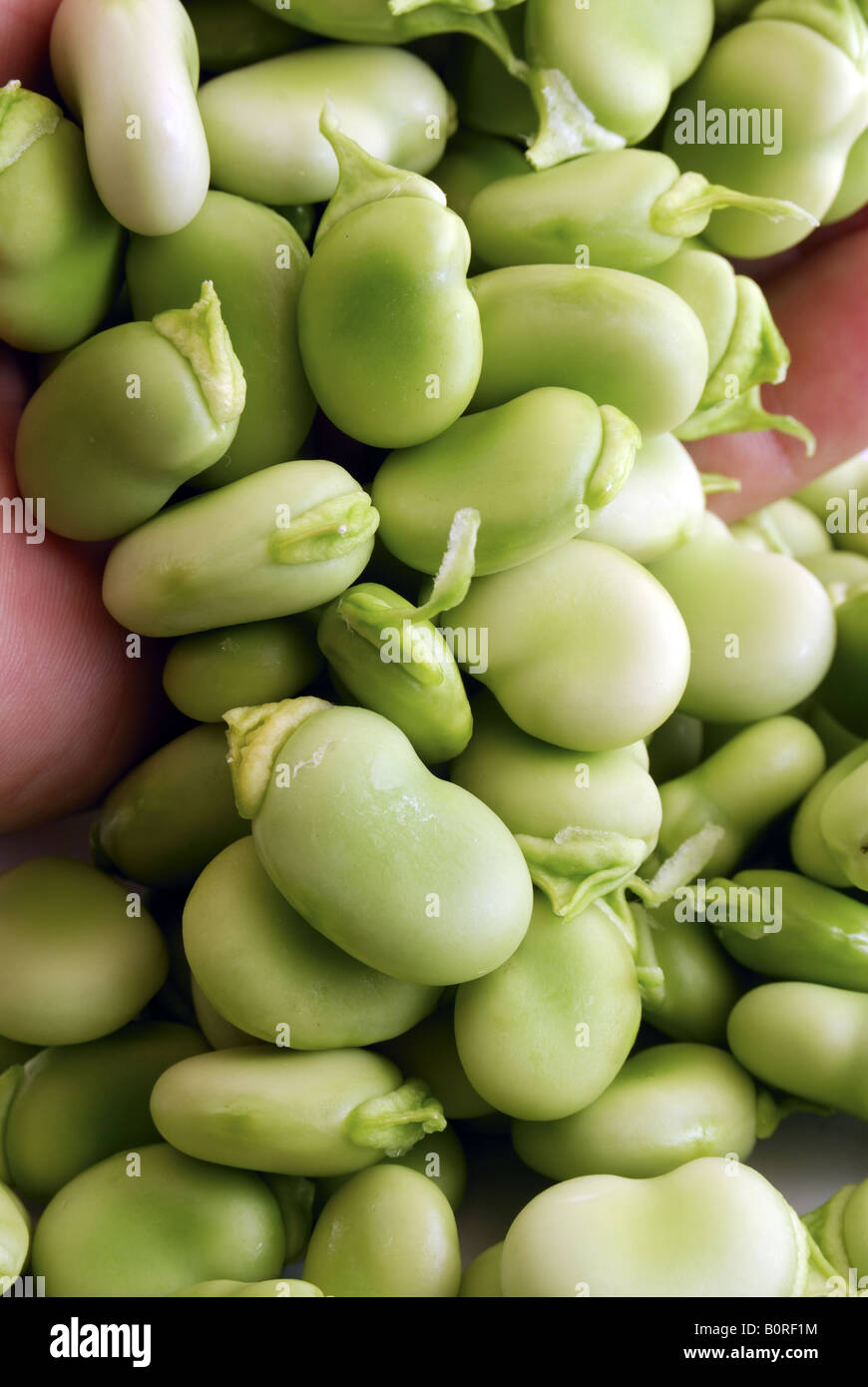 Green broad leave hi-res stock photography and images - Alamy