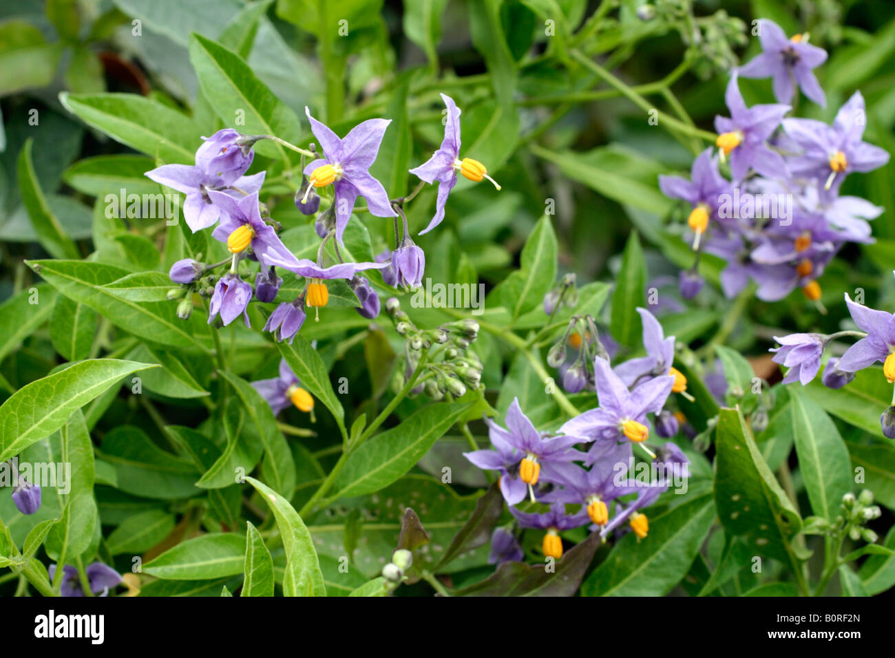 SOLANUM CRISPUM GLASNEVIN AGM Stock Photo - Alamy
