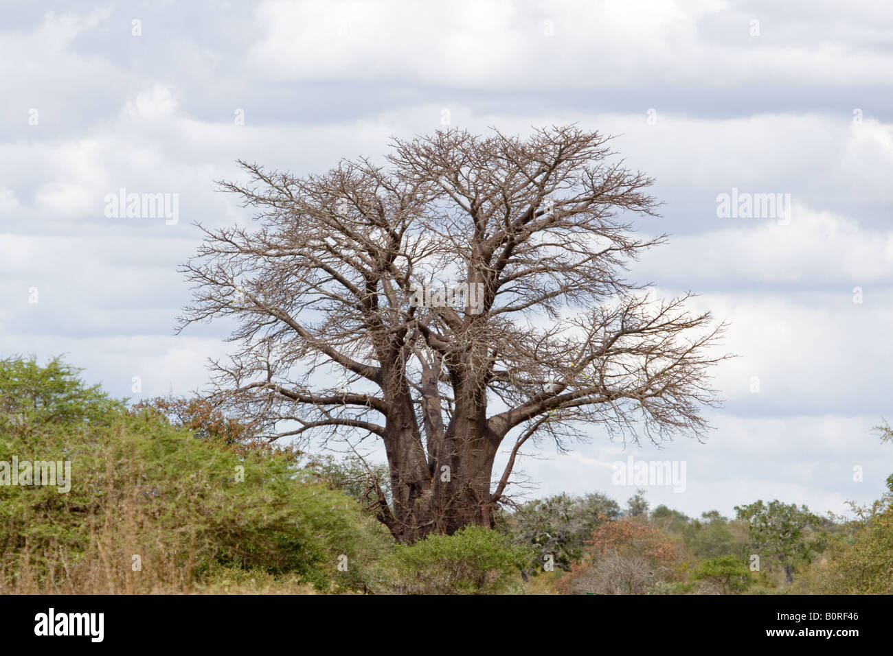 Elephant tree roots hi-res stock photography and images - Alamy