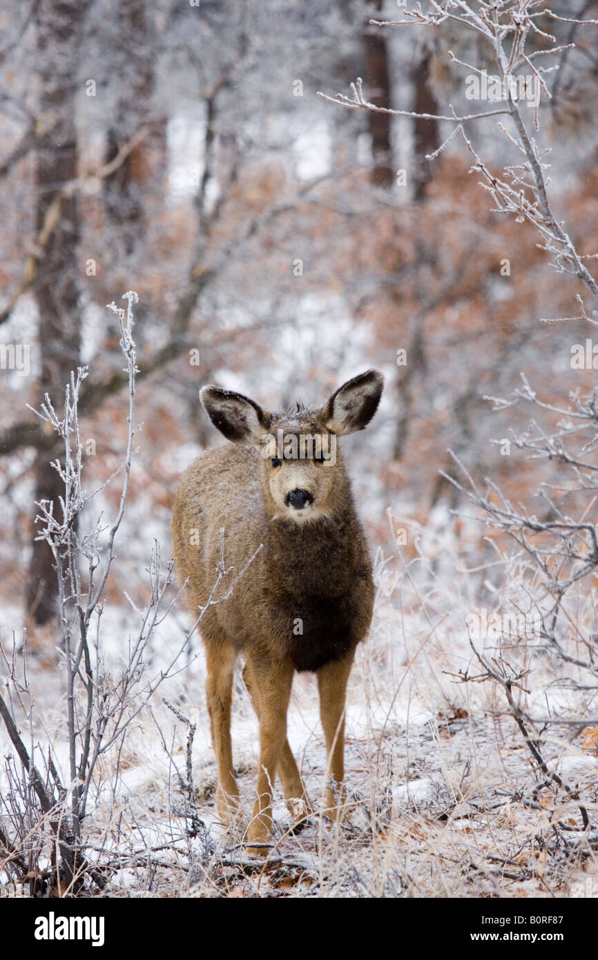Beautiful deer in the winter foraging for food in the snow covered ...