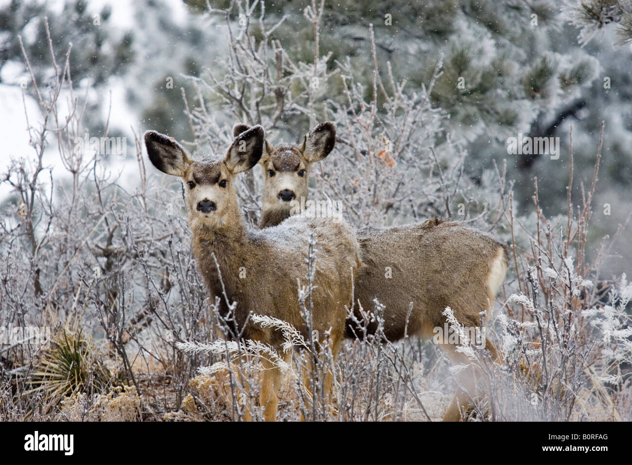 Deer in snow hi-res stock photography and images - Alamy