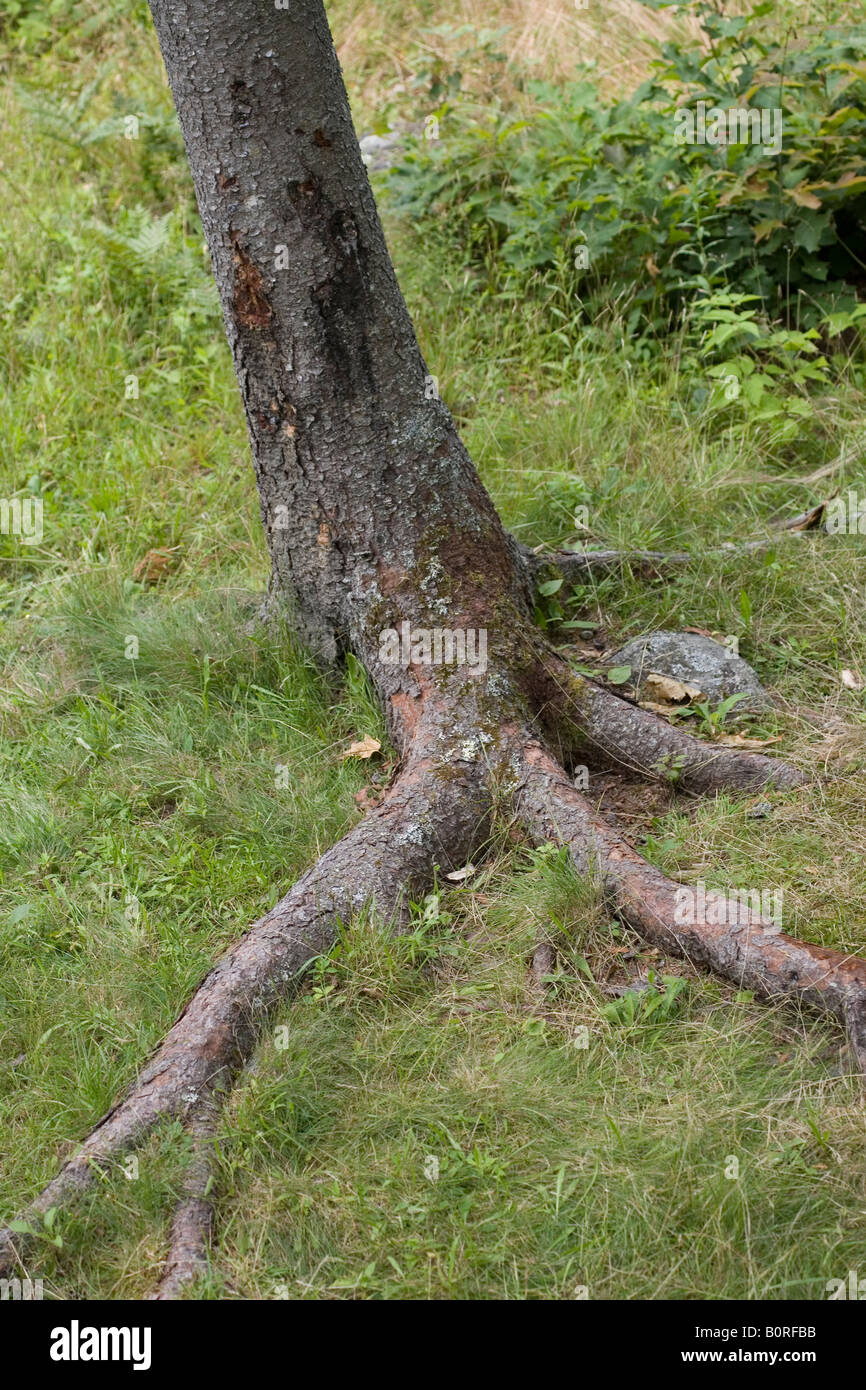 roots from tree reach over grass Stock Photo - Alamy