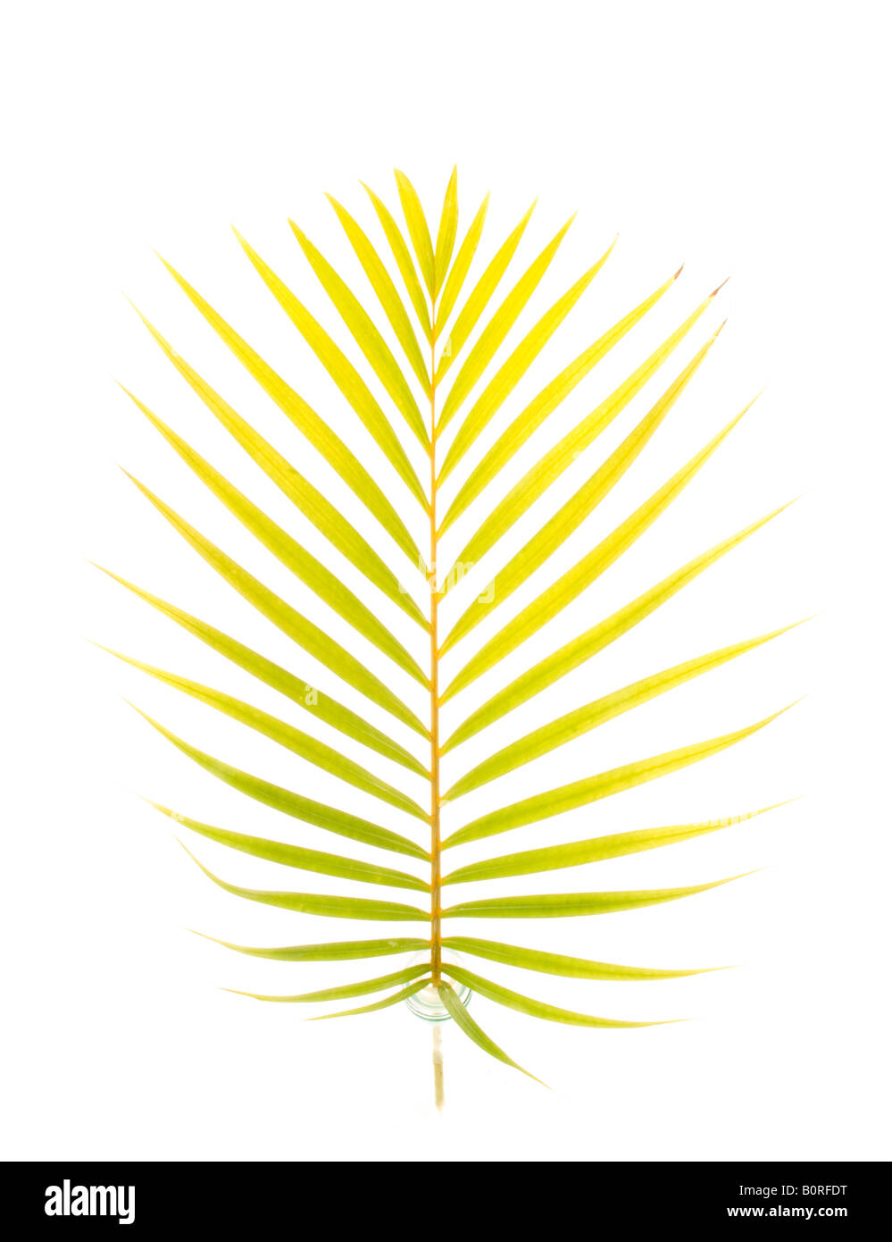 Golden palm leaf Cut Out Stock Images & Pictures - Alamy