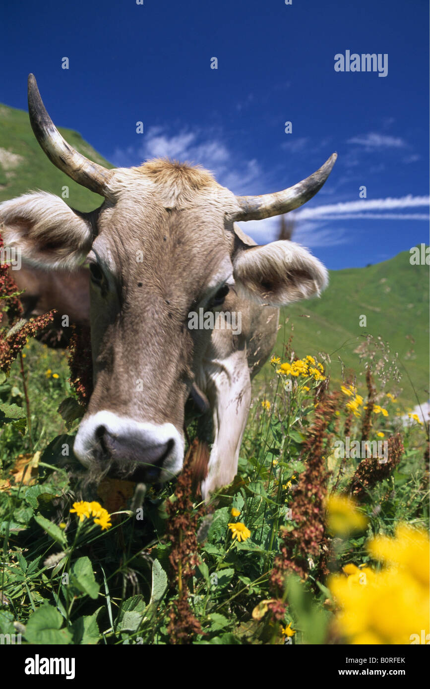 Cow in the Alps, Oberstdorf, Allgaeu, Bavaria, Germany Stock Photo - Alamy