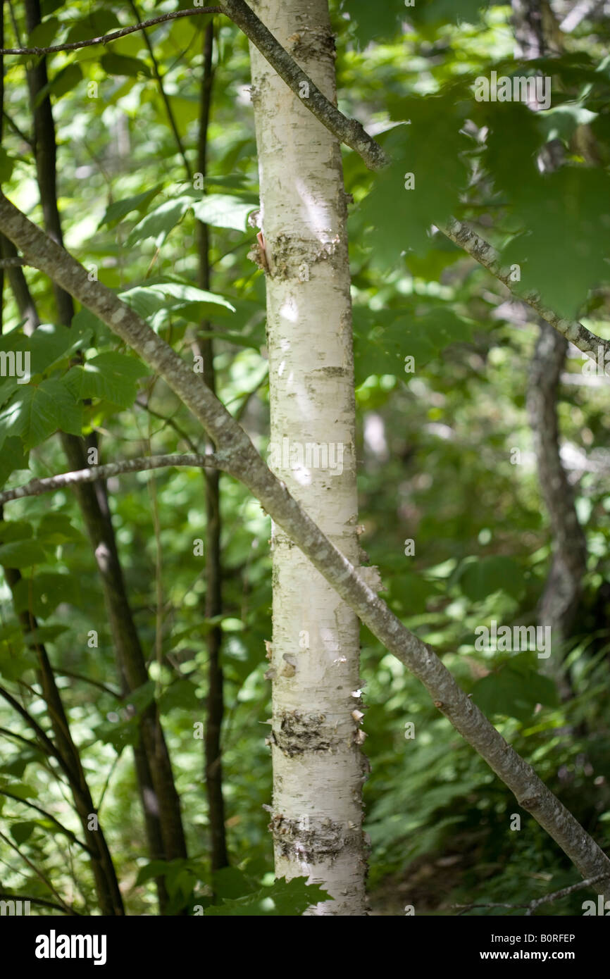 Trunk in use hi-res stock photography and images - Alamy