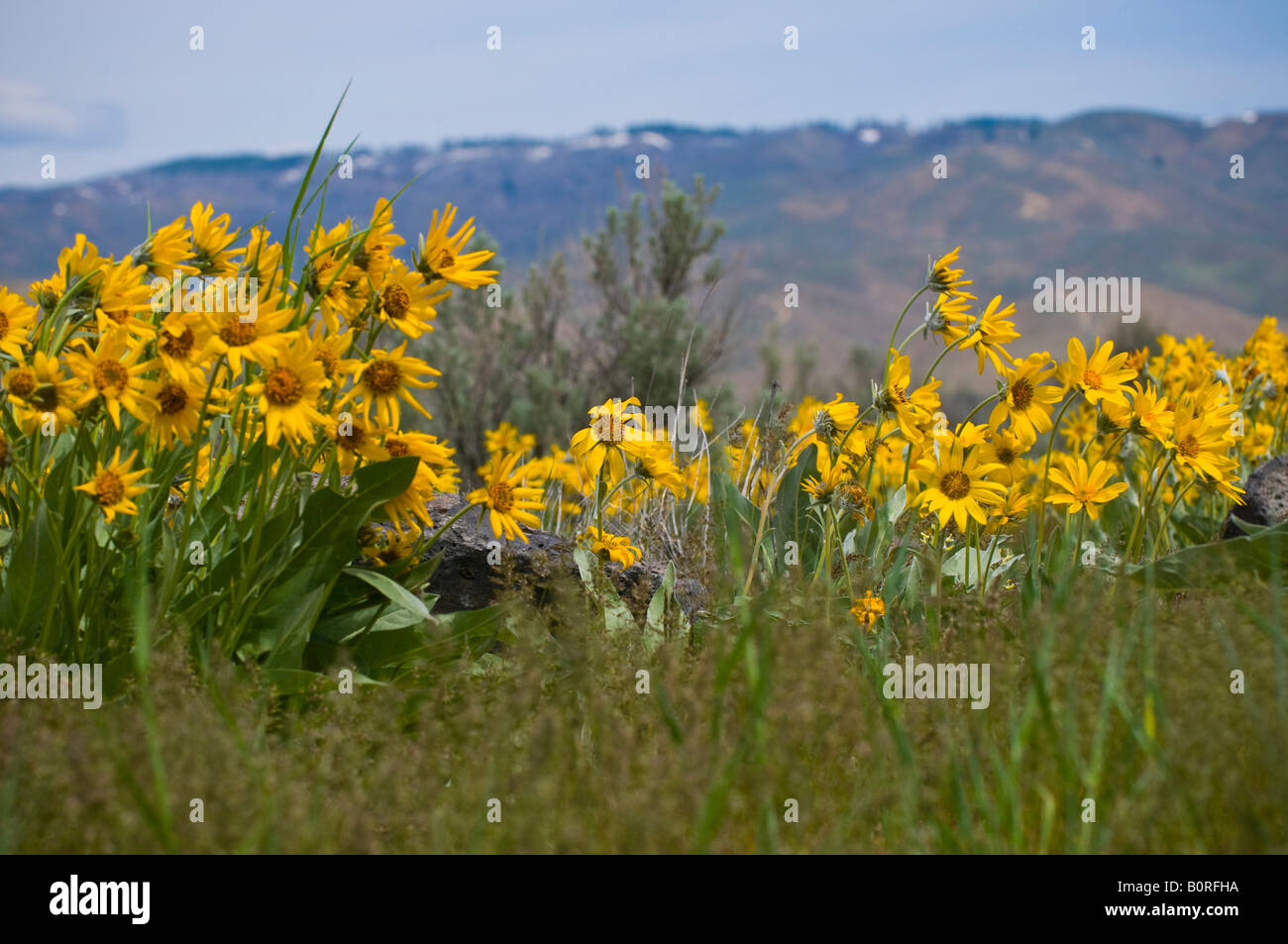 Boise and arrowleaf balsam root hi-res stock photography and images - Alamy