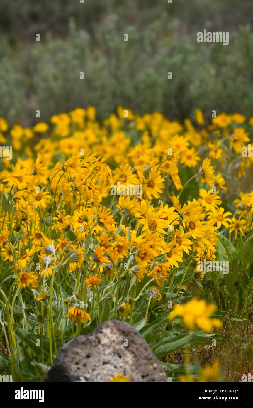Idaho, near Boise. Arrowleaf Balsam Root in bloom in spring Stock Photo ...