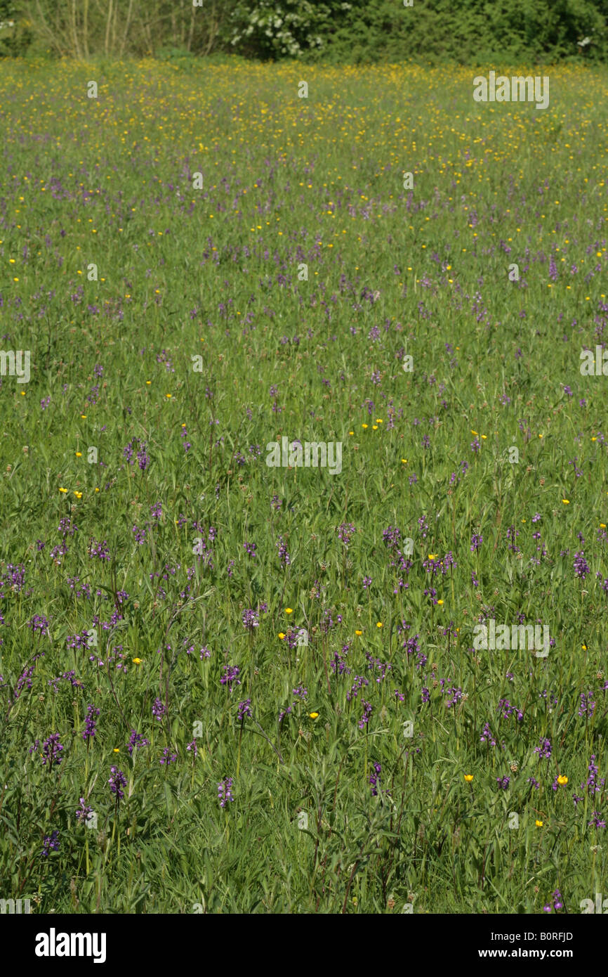Green winged orchids in a Kent meadow Stock Photo - Alamy