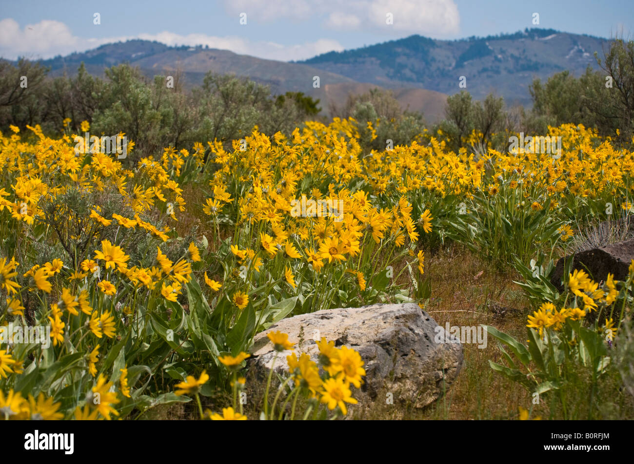 Boise and arrowleaf balsam root hi-res stock photography and images - Alamy