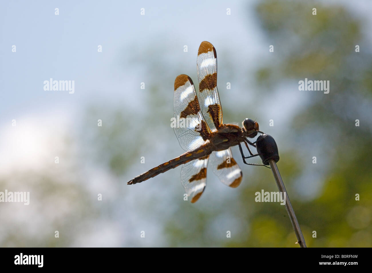 dragonfly dragon fly damsel fly with striped wings on car antennae ...