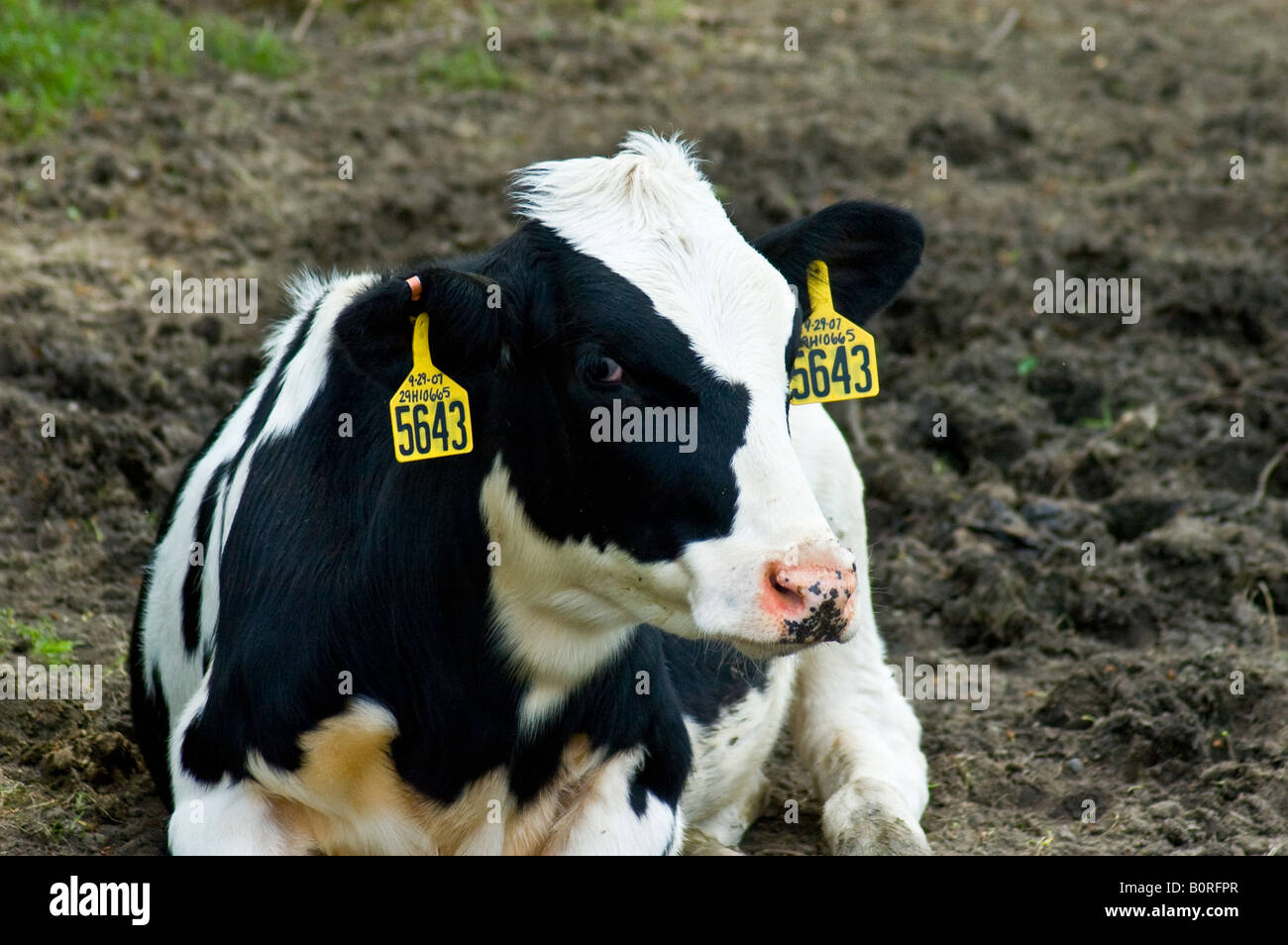 Holstein Dairy Cow Stock Photo - Alamy