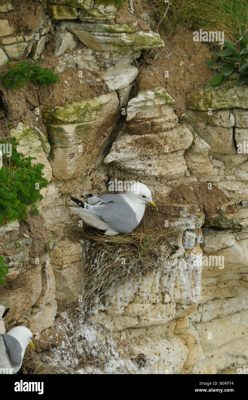 Kittiwake nesting on chalk cliffs at Bempton on the Yorkshire coast ...