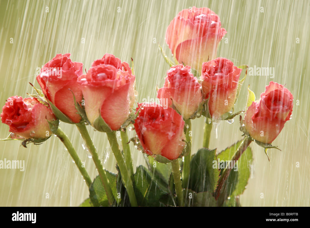 Raindrops and pink roses Stock Photo - Alamy