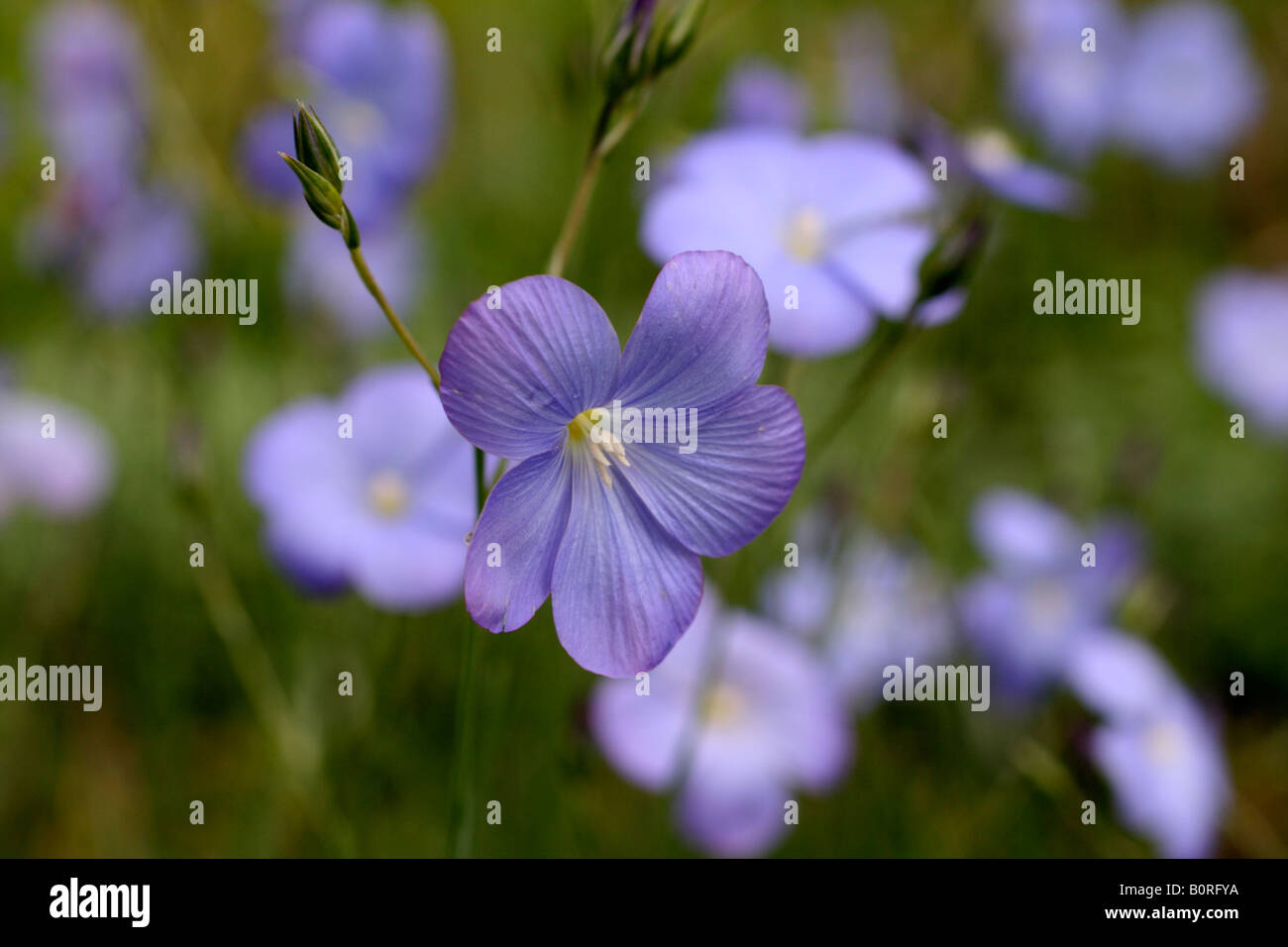 Linaceae hi-res stock photography and images - Alamy